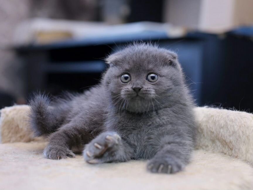 Шотландские вислоухие котята