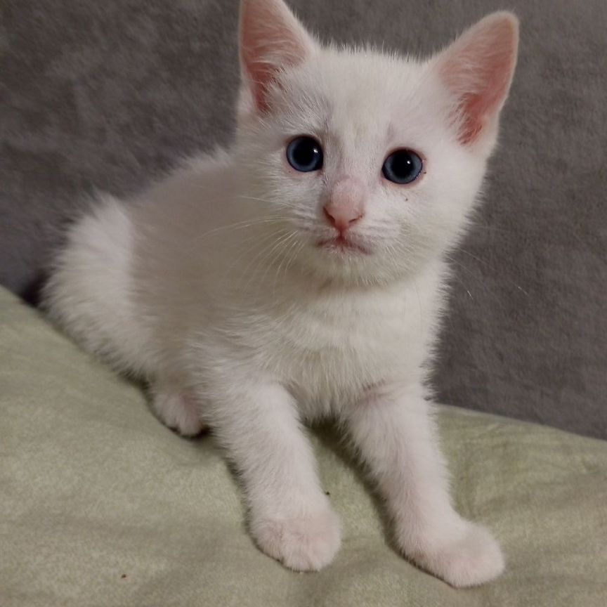 Сиамский котёнок