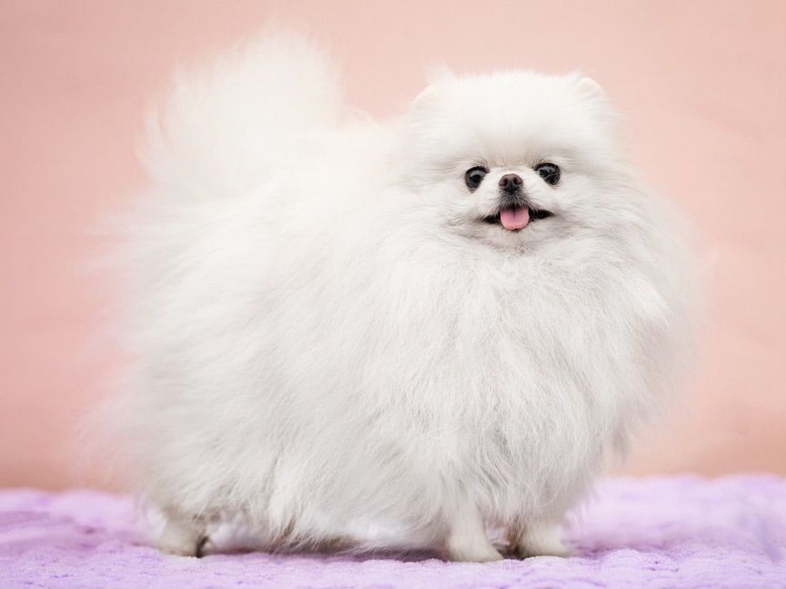 Померанский шпиц импорт китай