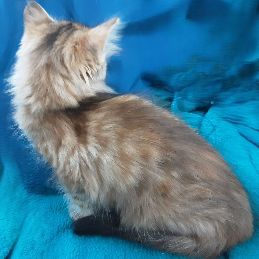 Дизайнерская кошечка