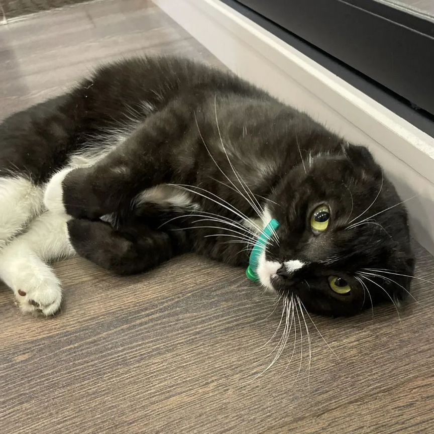 Взрослый кот в добрые руки