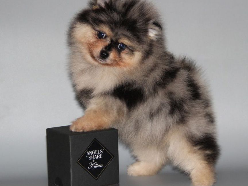 Щенки шпица