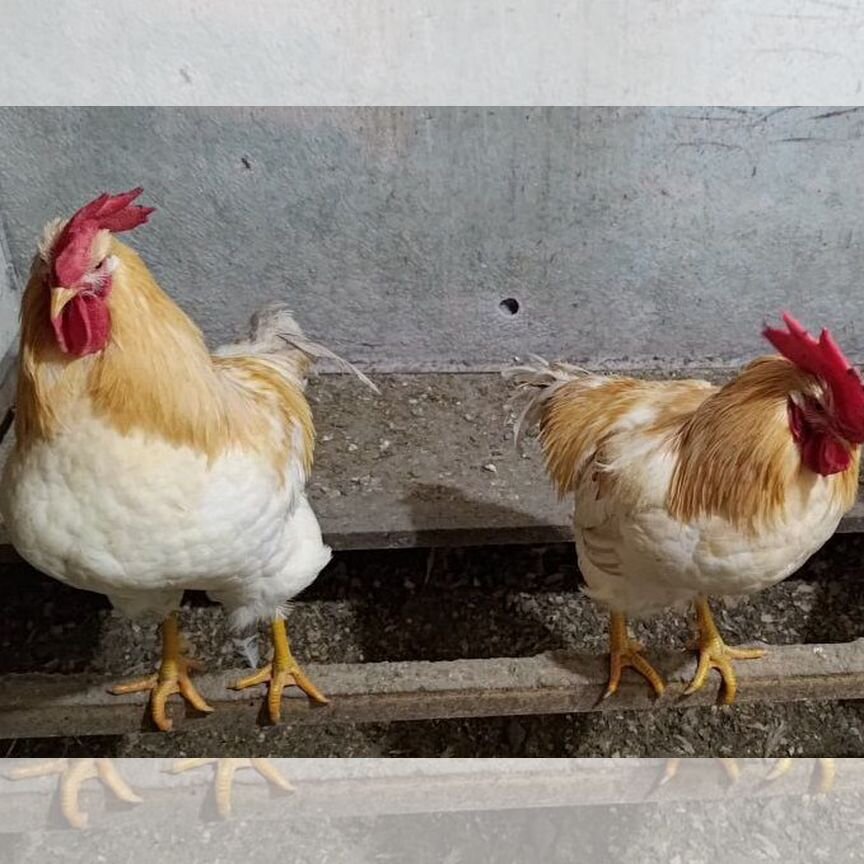 Петухи молодые