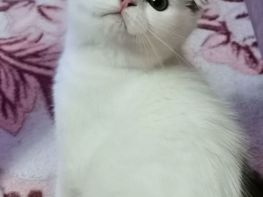 Котик персей