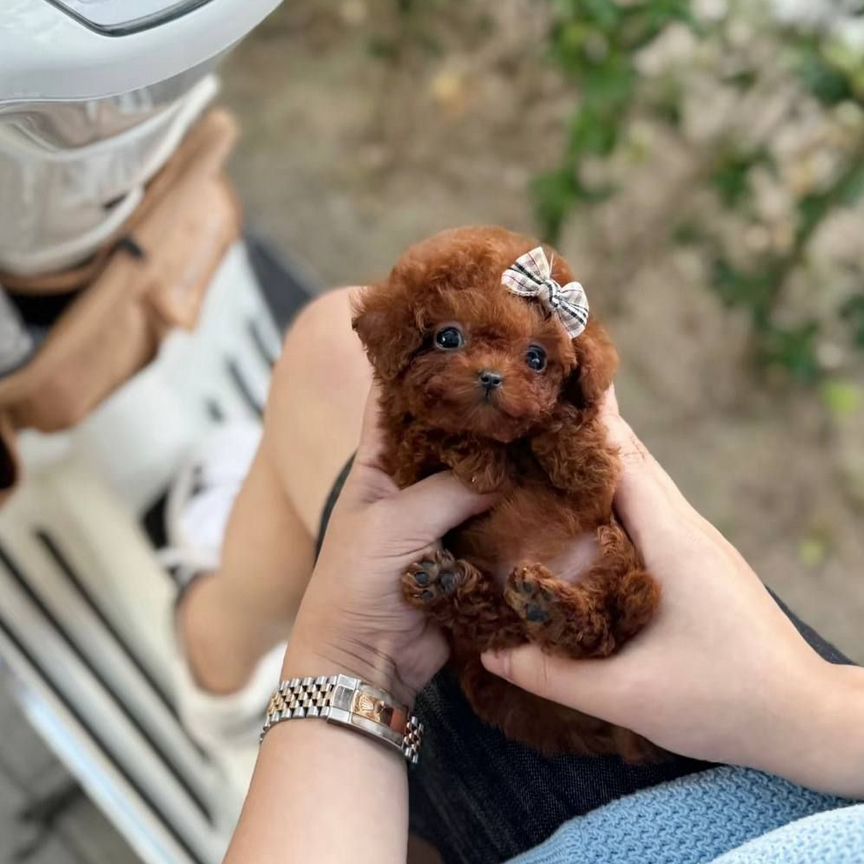 Мальтипу, щенок