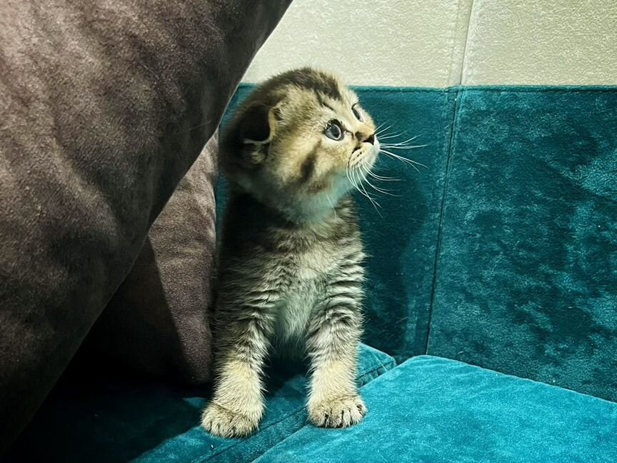 Котята шотландские золотые шиншиллы