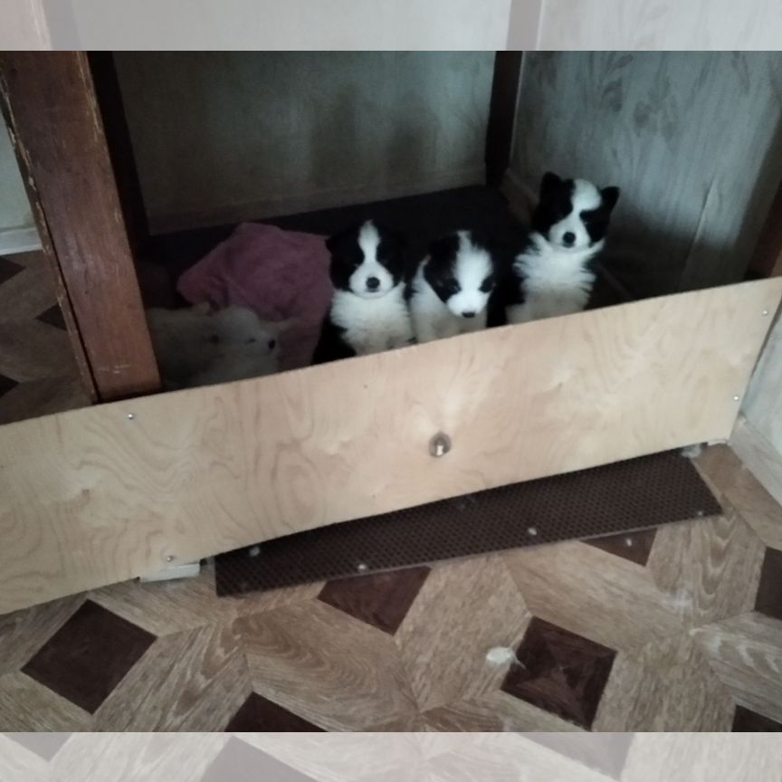 Аляскинский хаски, щенок