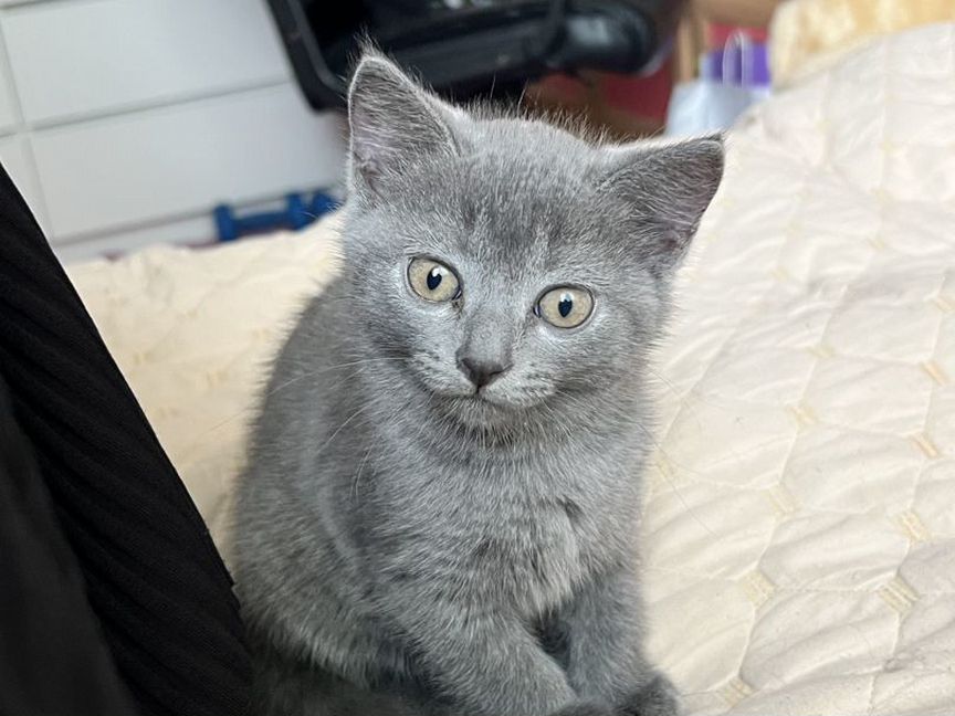 Котенок британский