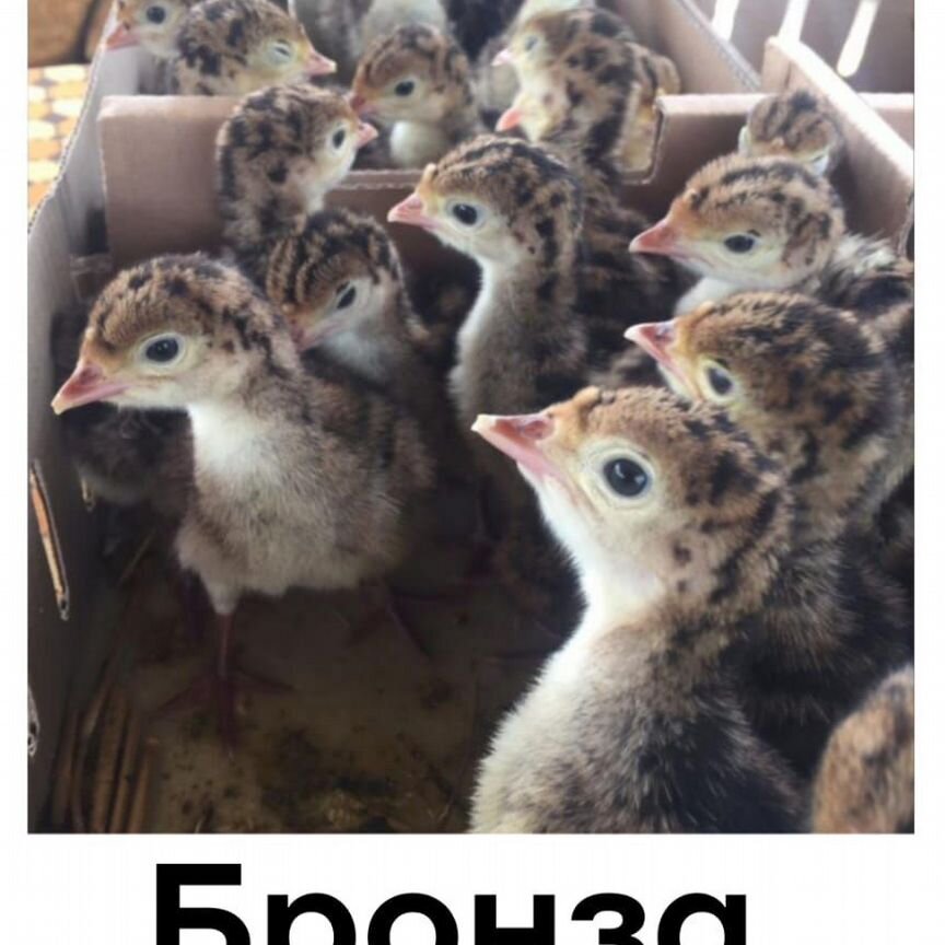 Индюшата,утята.Суточные и подрощенные