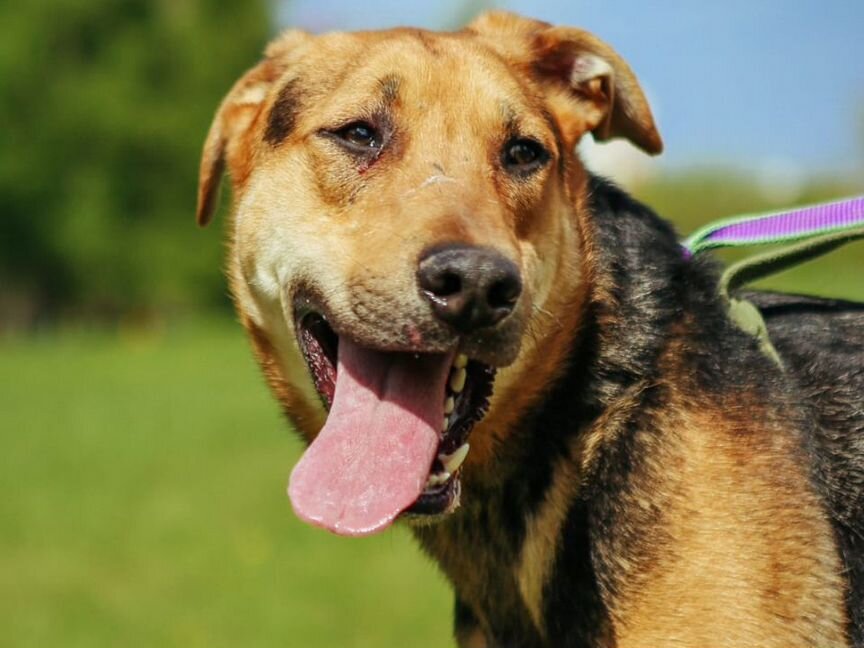 Собака Классный Дастин