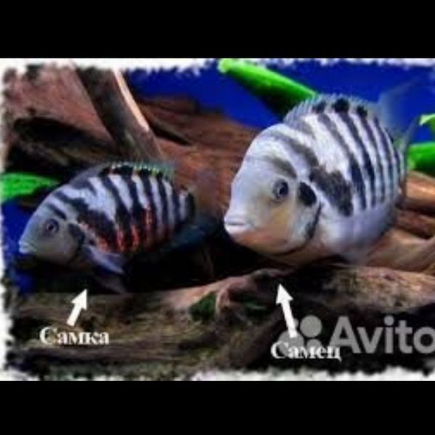 Цихлозома черноволосая