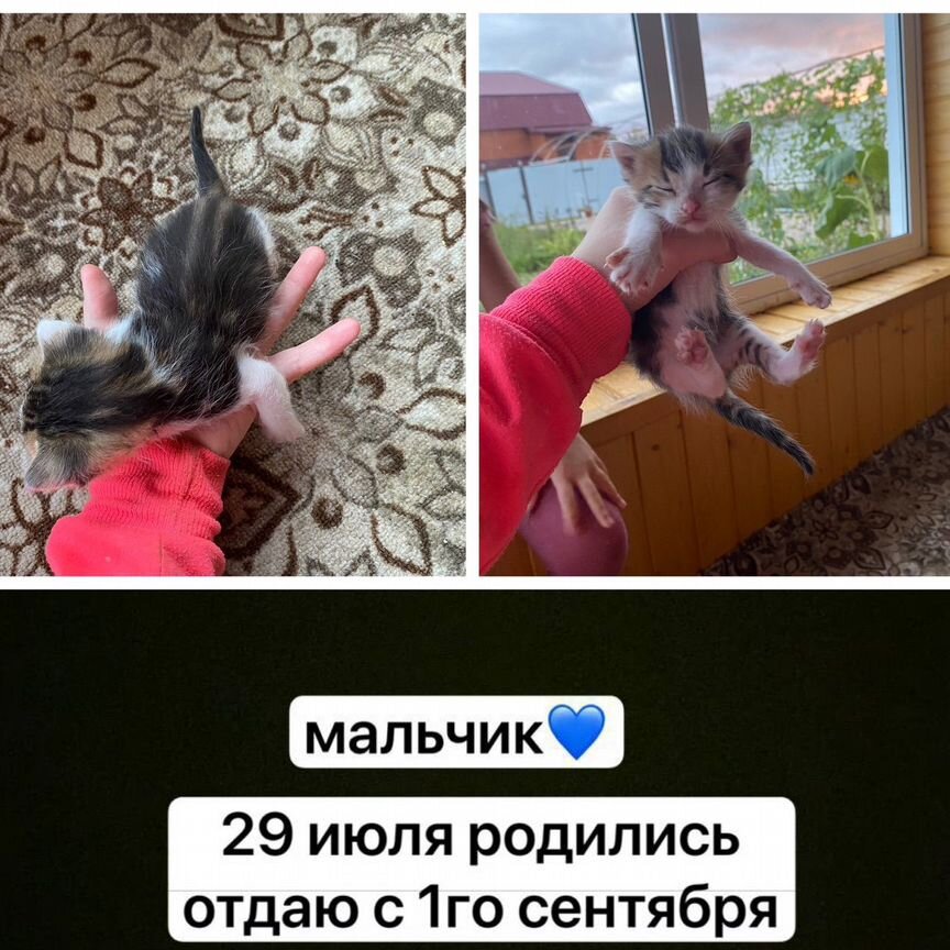 Котята породистые вислоухие прямоухие шотланды