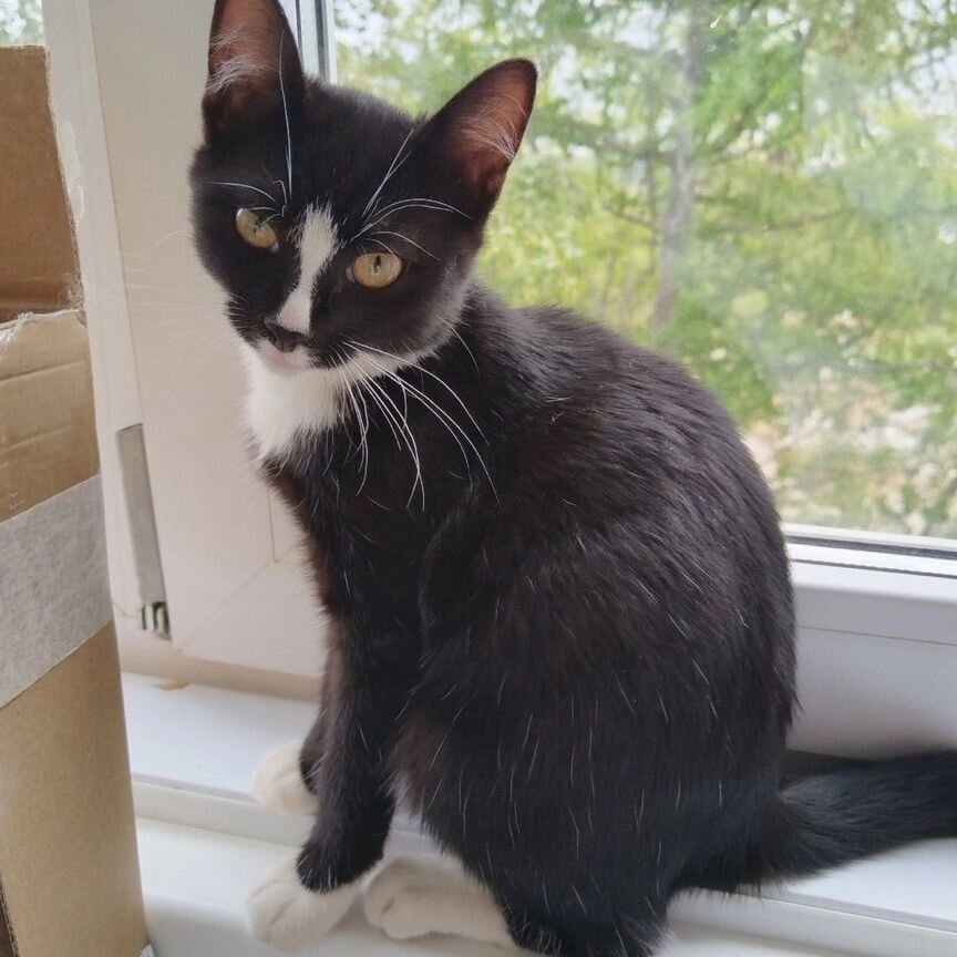 Котенка Маркиза