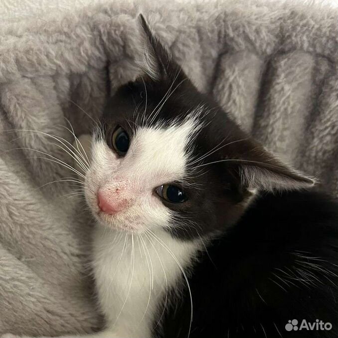 Котенок Лиза ищет семью