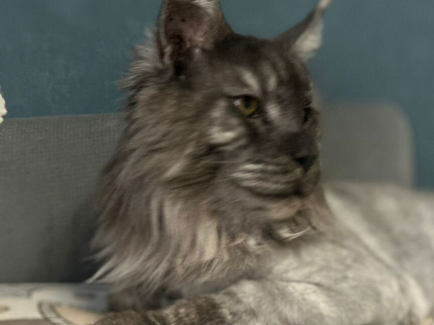 Котмейн-кун