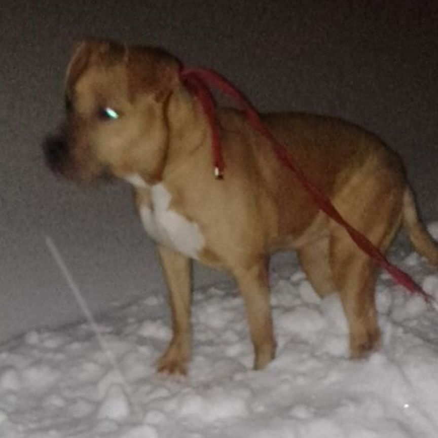 Отдам в добрые руки амстафф