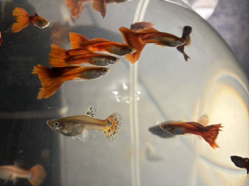 Аквариумные рыбки гуппи оранжевые красные