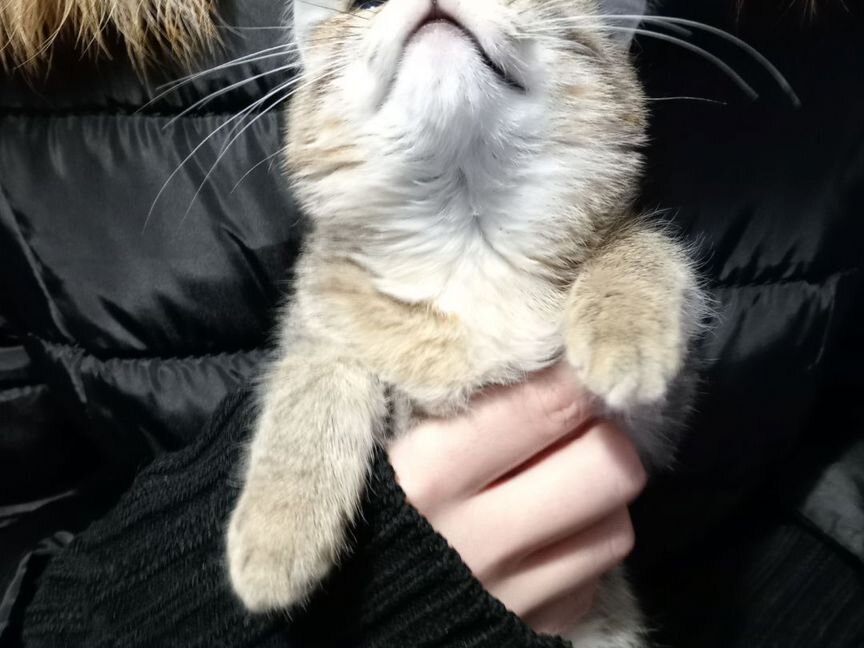 Котики