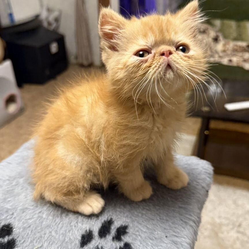 Экзотический короткошёрстный котёнок