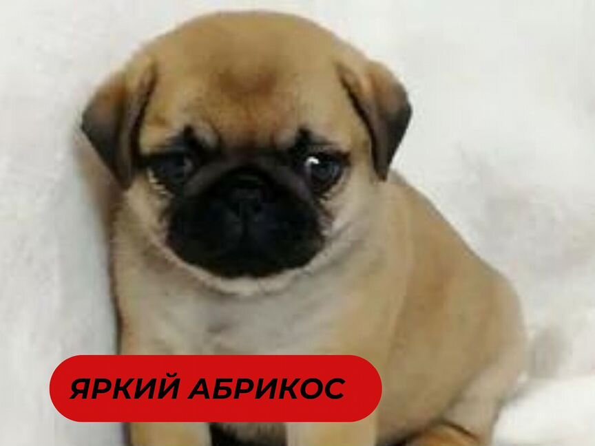 Мальчики мопса