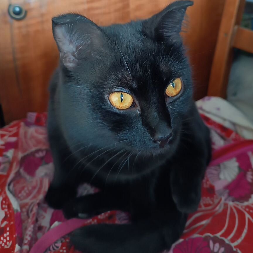 Взрослый кот в добрые руки