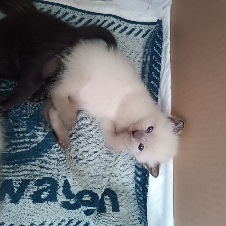 Отдам котят