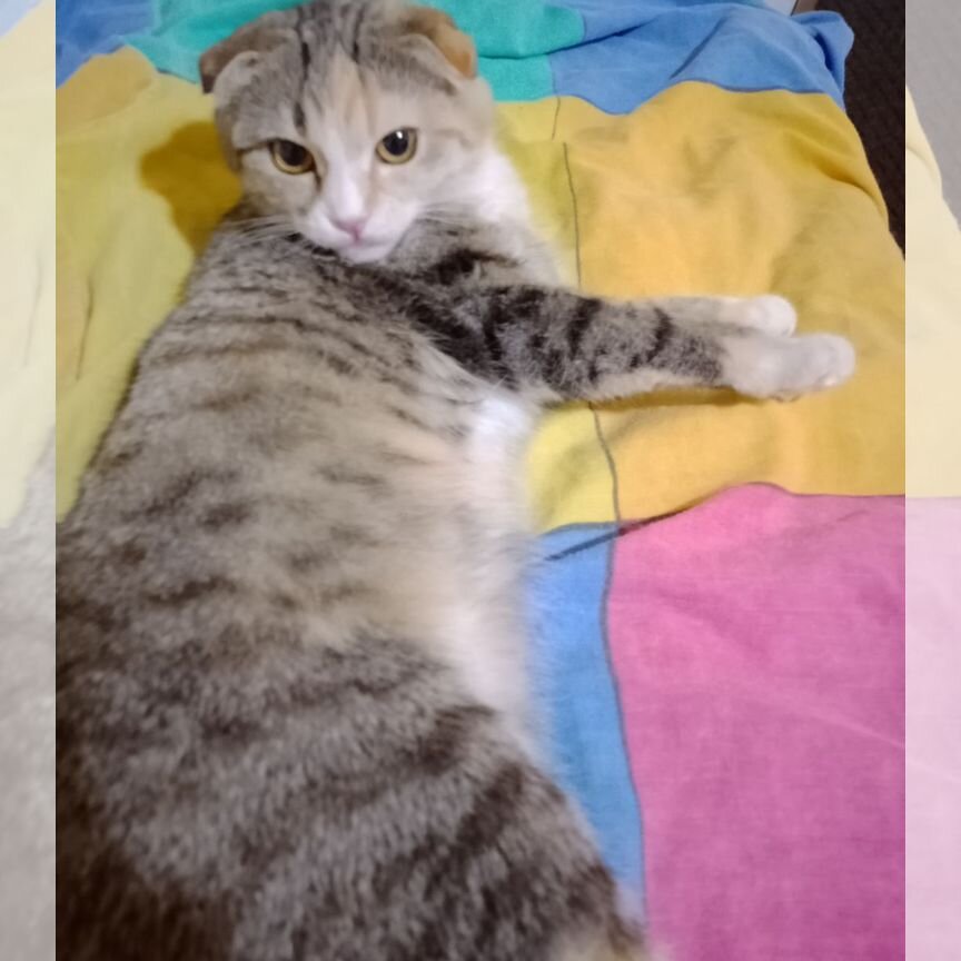 Шотландская вислоухая кошка