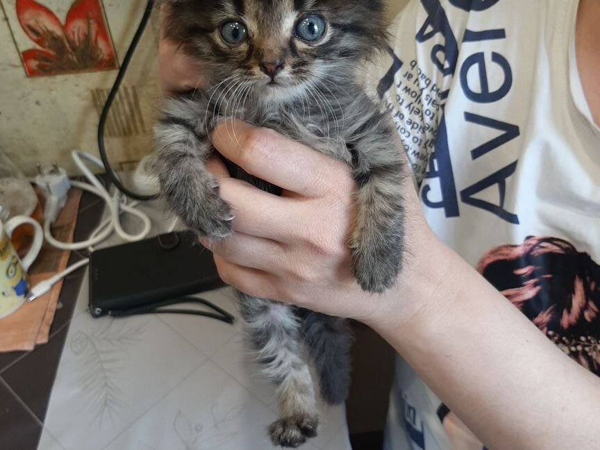 Котёнок в добрые руки