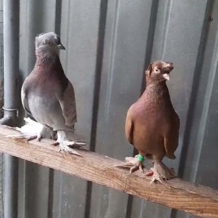 Голуби узбекские