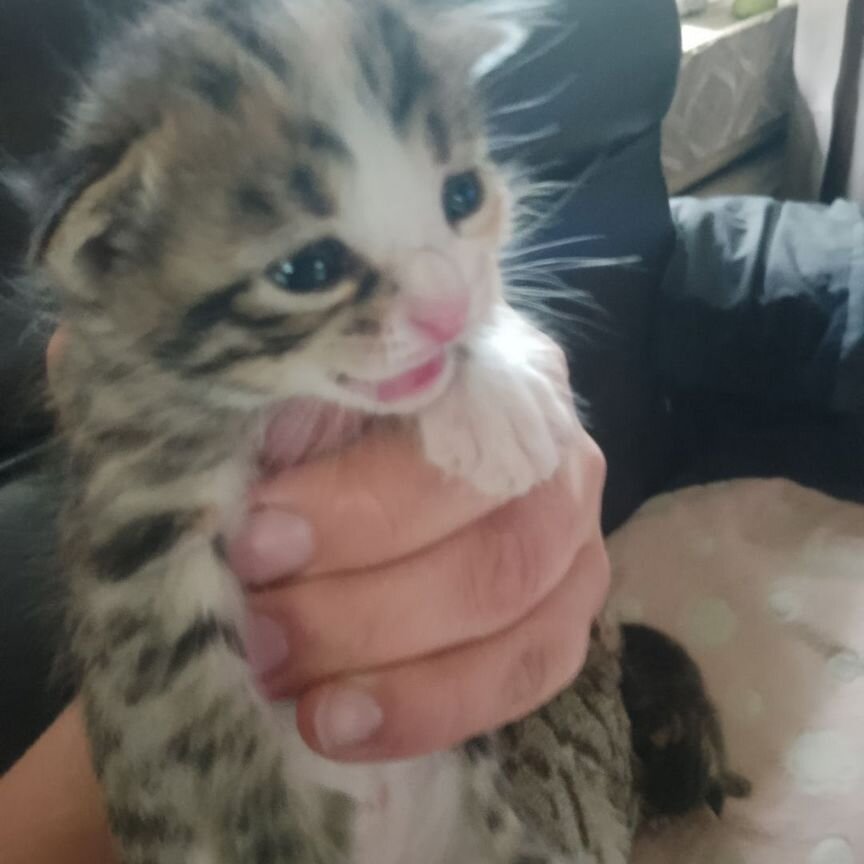 Бенгальская