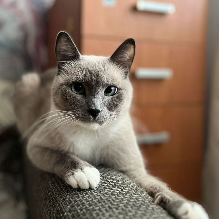 Ее мурчейщество Герда, 1,5 года