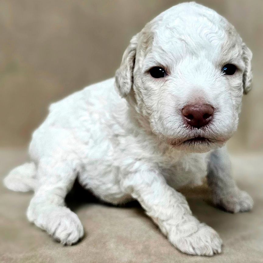 Лаготто-романьоло щенок девочка