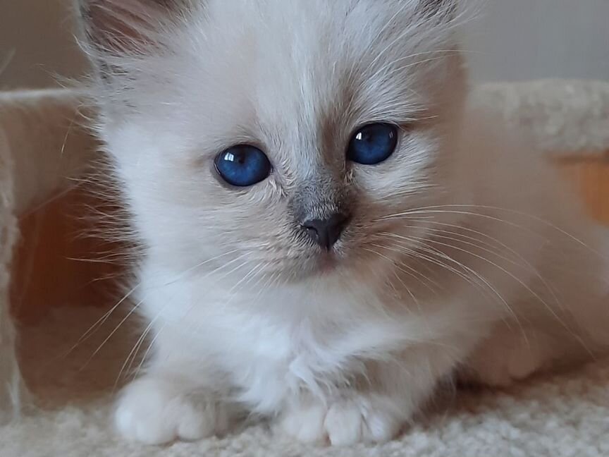 Священная бирма-девочка блю пойнт