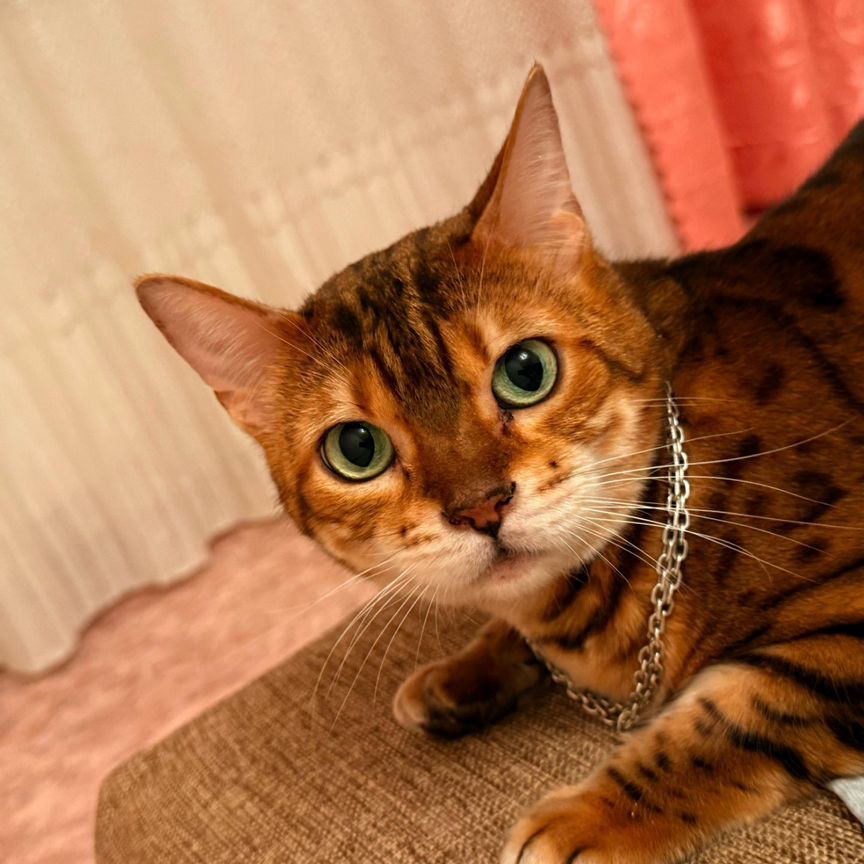 Бенгальская