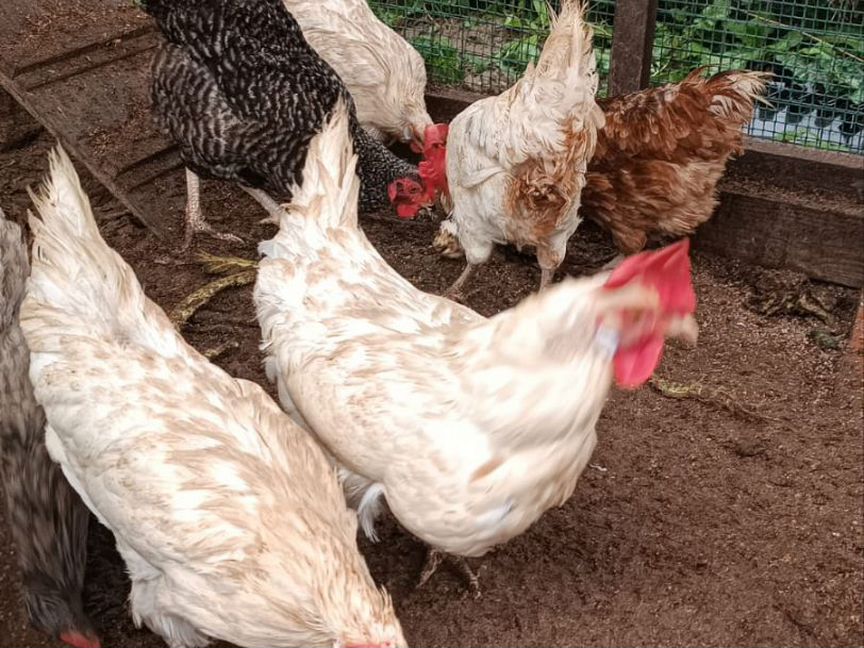 Куры несушки продам
