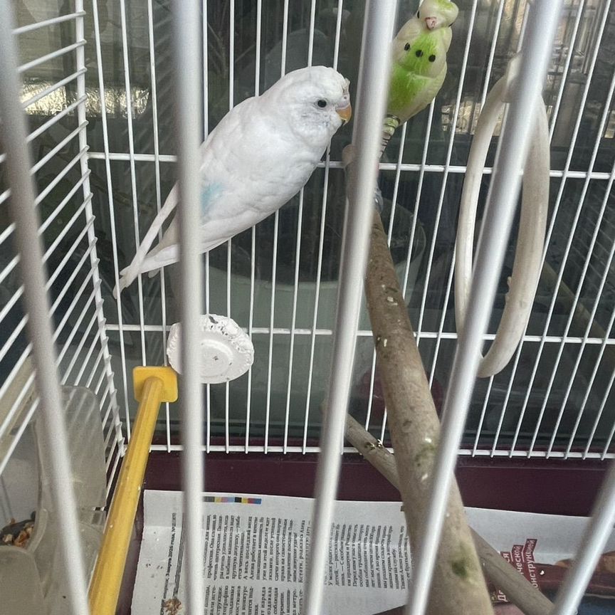 Волнистый попугай