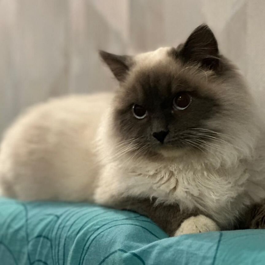 Кошка Невская маскарадная
