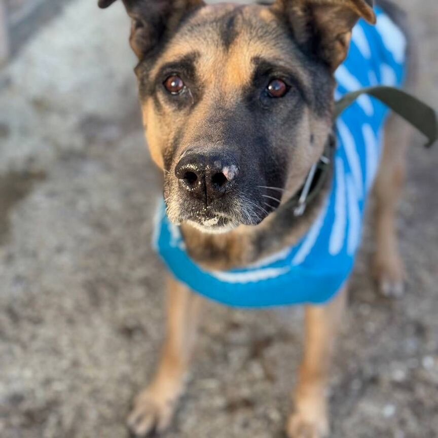 Возрастной добрый пес от него отказались