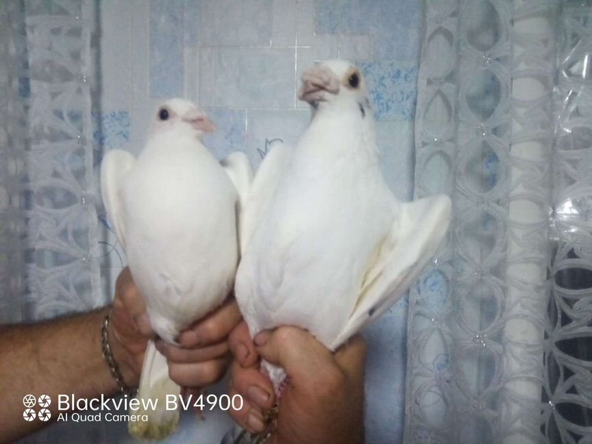 Голуби почтовые, спортивные