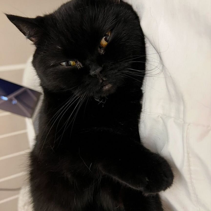 Кошка британка