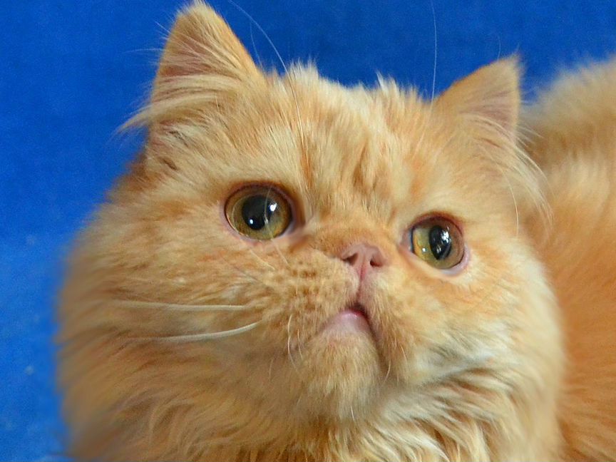 Персидские котята мальчики