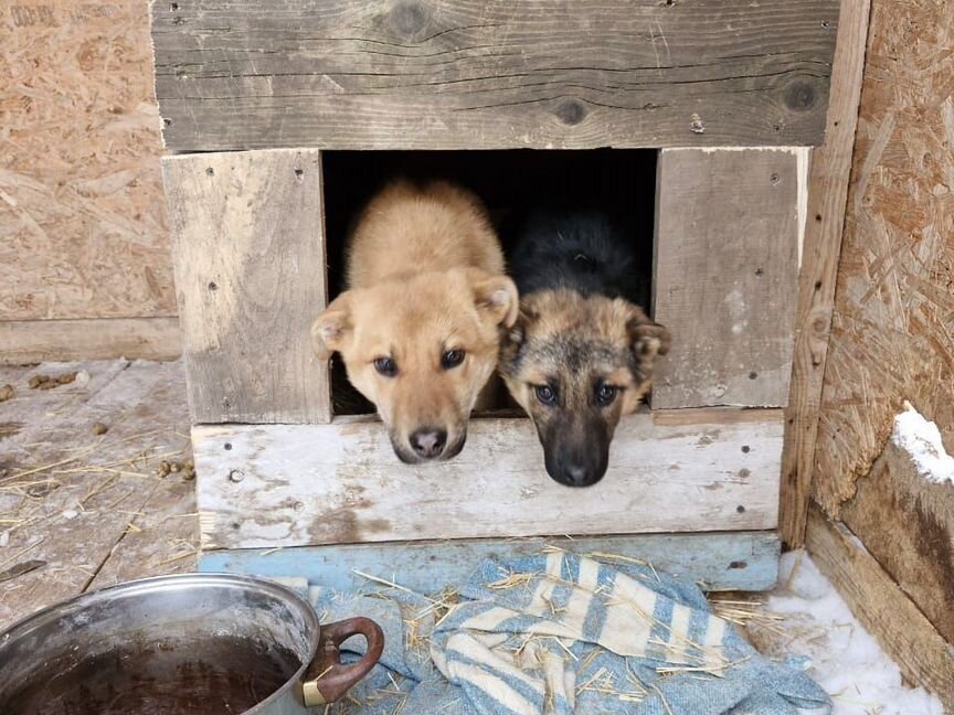 Неужели мы не сможем им помочь
