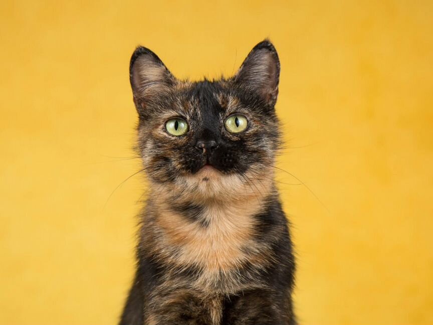 Кошечка черепашьего окраса