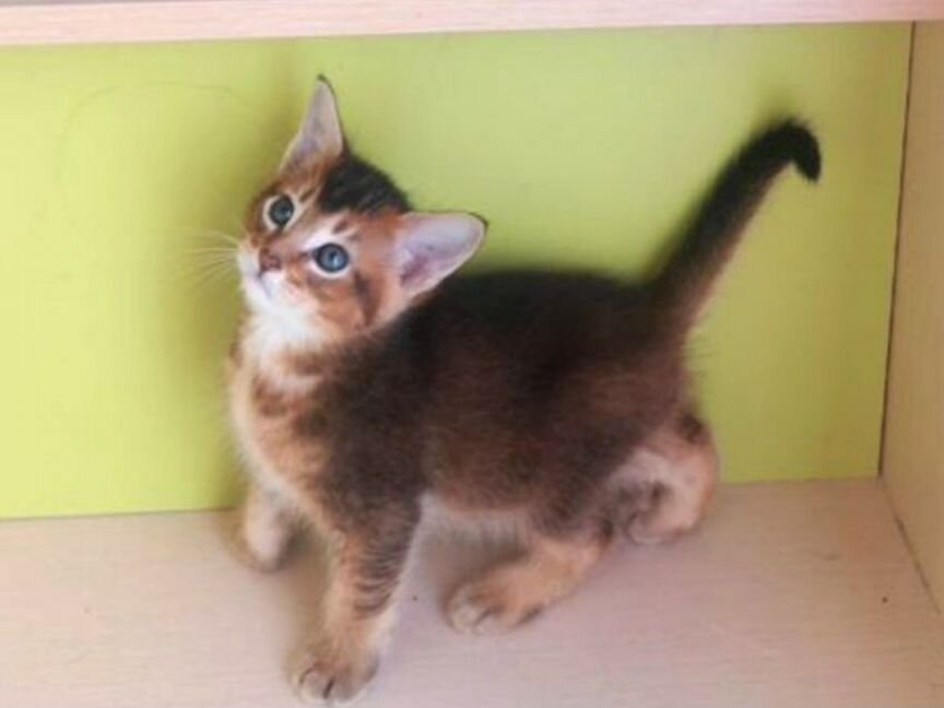 Роскошные котопесики