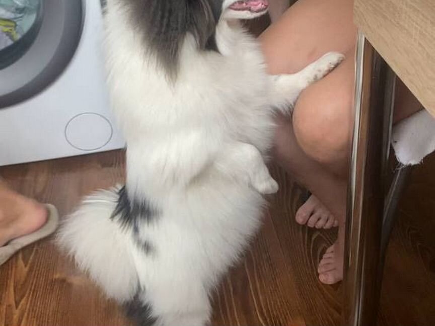 Японский шпиц