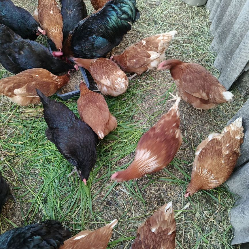 Куры молодки