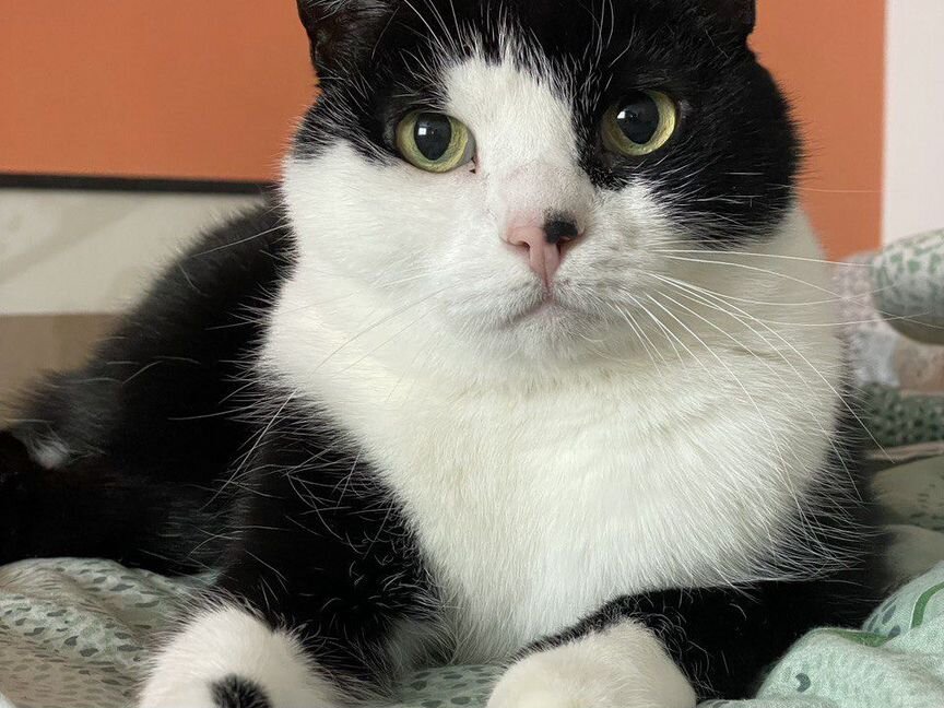 Кот в добрые руки