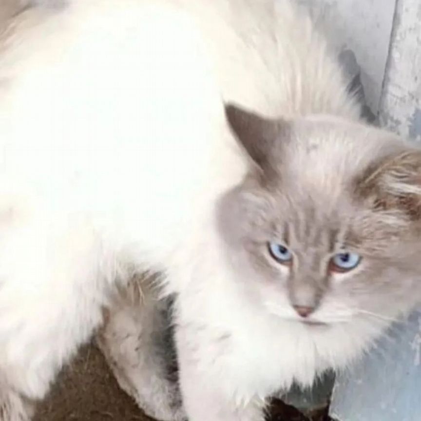 Котик в добрые руки