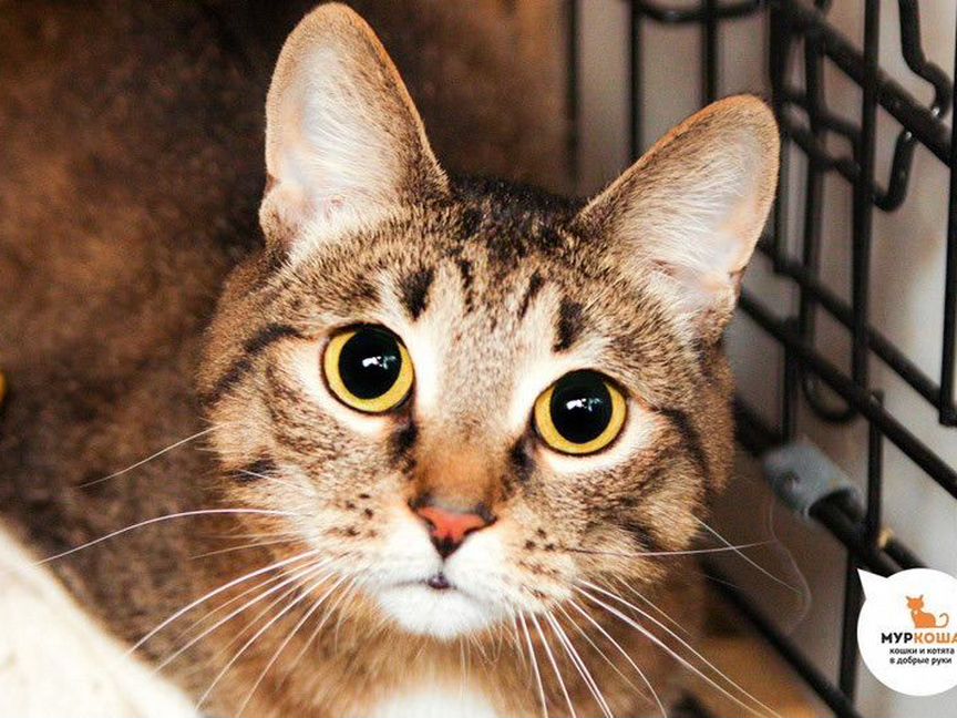 Кивия ищет дом