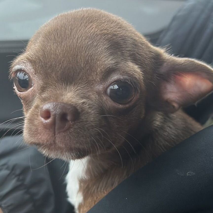 Чихуахуа, щенок